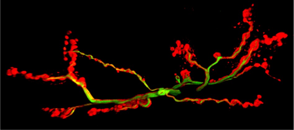 Research | Van Vactor Lab